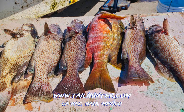 Tailhunter Fish Report | La Paz, Baja California Sur, Mexico | Page 2
