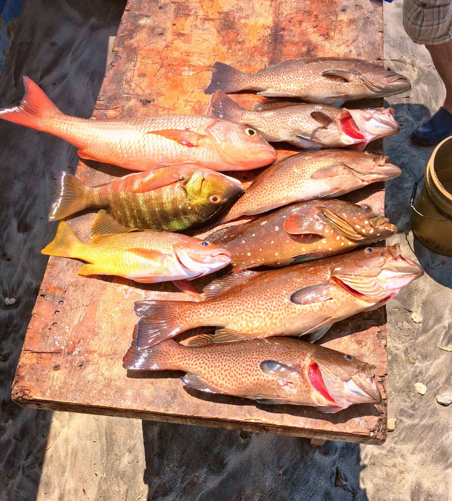 Tailhunter Fish Report | La Paz, Baja California Sur, Mexico