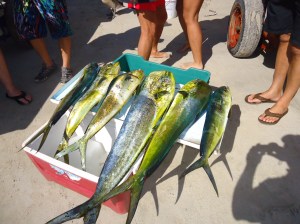 Tailhunter Fish Report | La Paz, Baja California Sur, Mexico